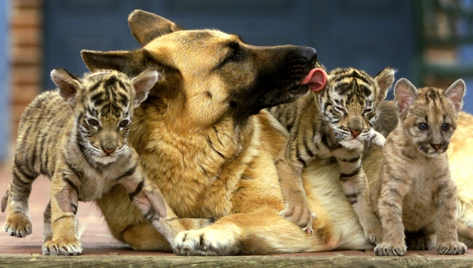 White Wolf : 15 Unusual Animal Friendships That Will Melt Your Heart