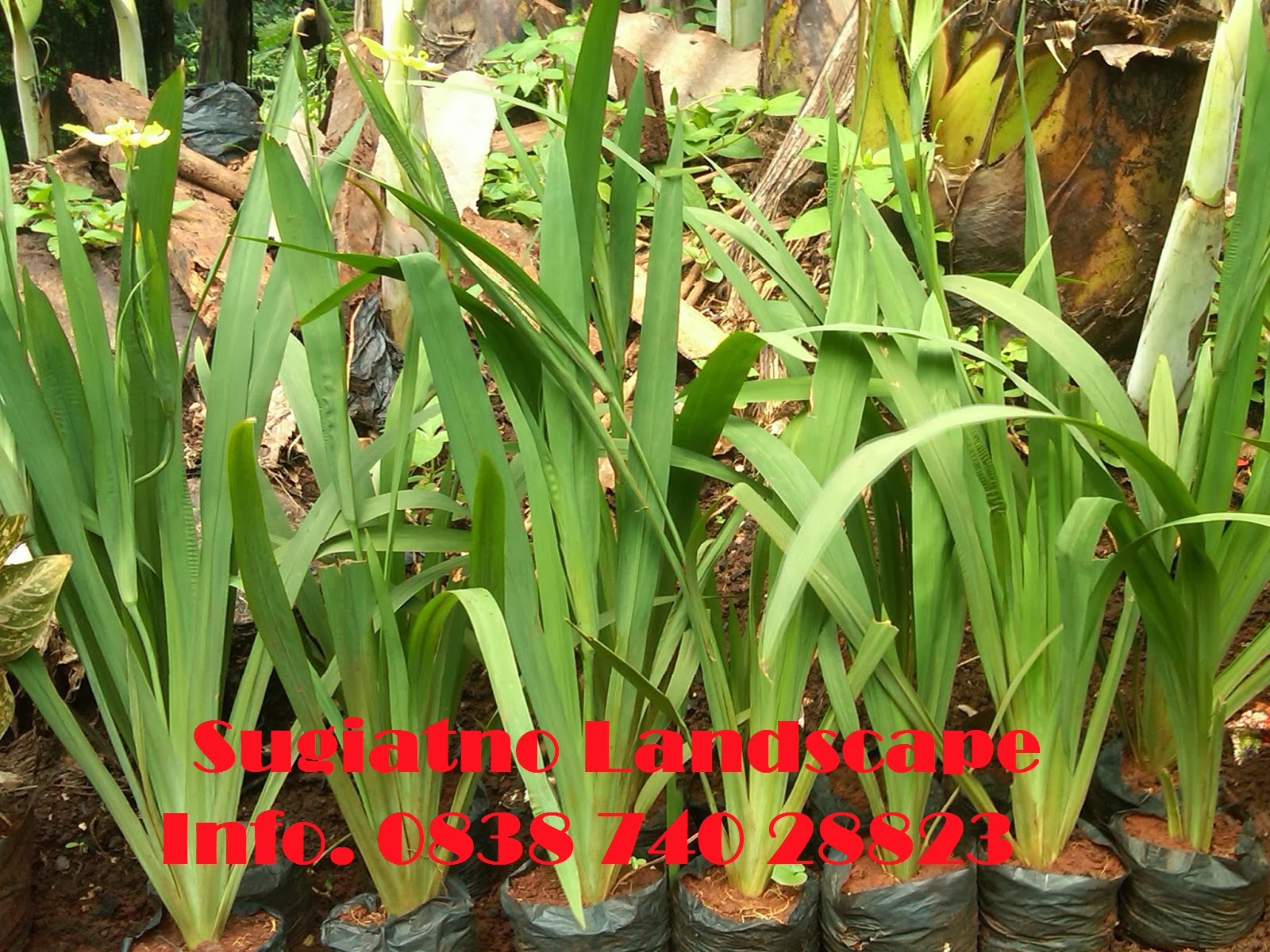 Airis | tanaman kuat cuaca panas | Tanaman airis | Tukang Taman