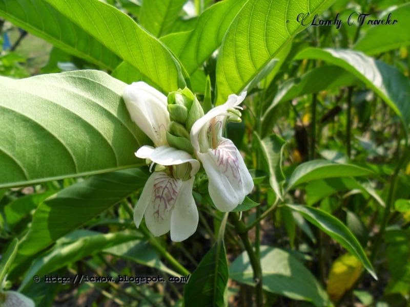 Bashok Ful (বাসক ফুল) - Justicia adhatoda