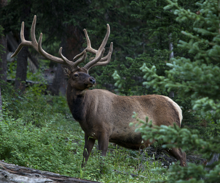 Ken Papaleo: X Marks the Shot: Summer Wildlife in Rocky Mountain ...