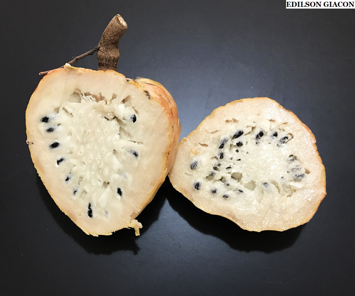 Viveiro Ciprest - Plantas Nativas e Exóticas: Anona Lisa ou Condessa ...