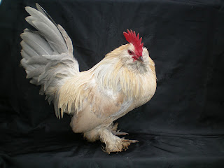 Just Chickens...: The Belgian d'uccle Bantam