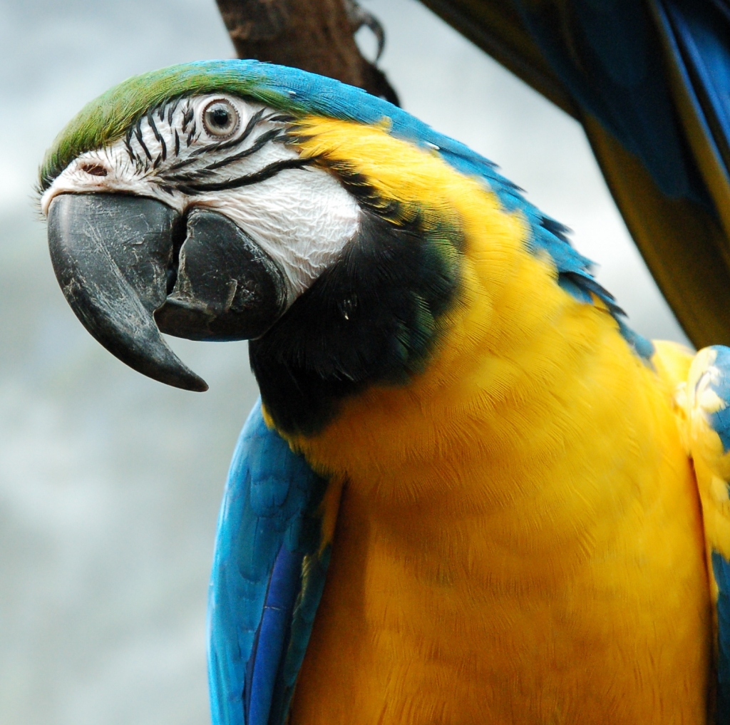 Pappagalli e uccelli: Pappagallo-Ara