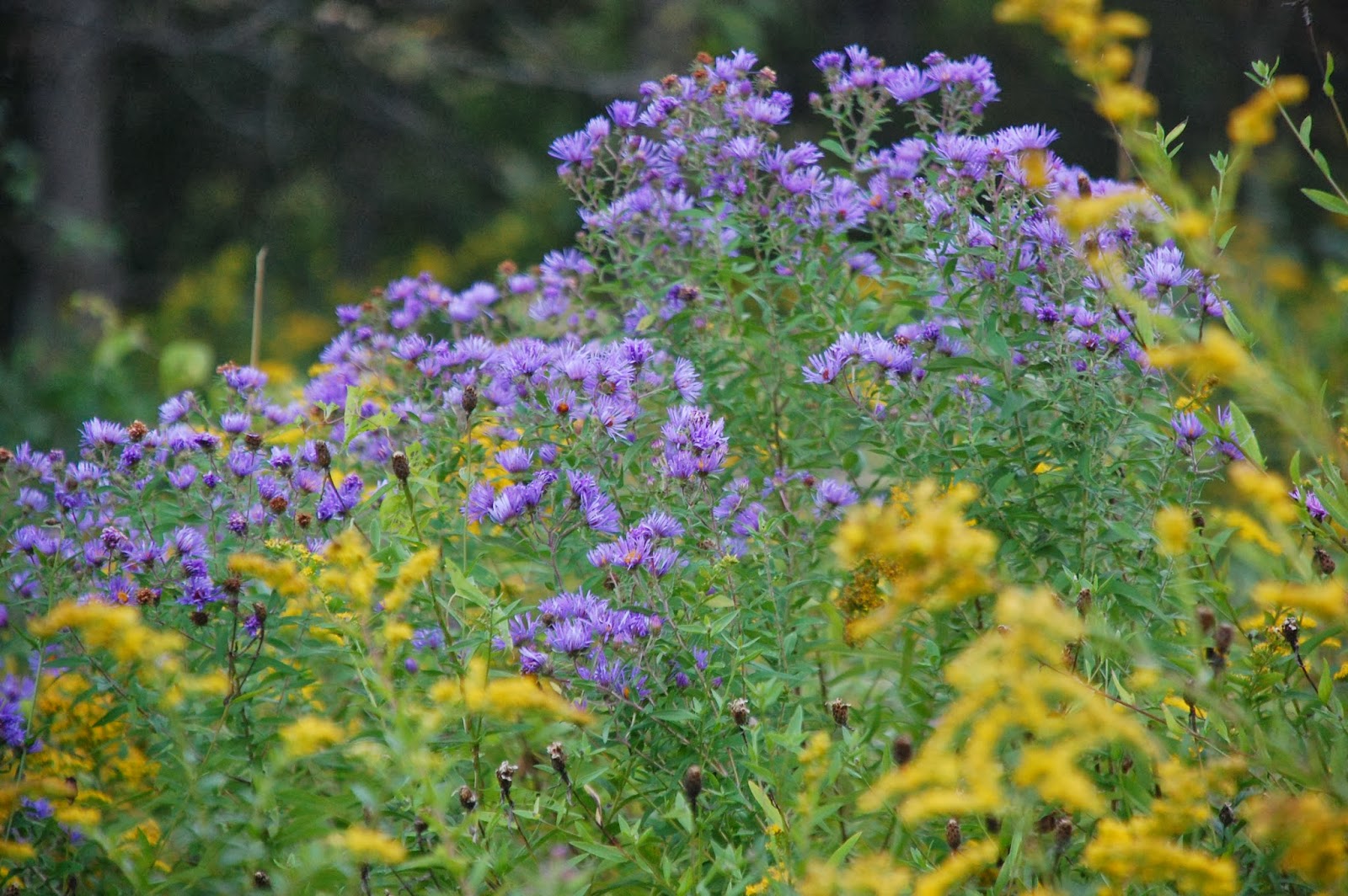 Central New York Nature Study: Goldenrod and New England Aster - Stars ...