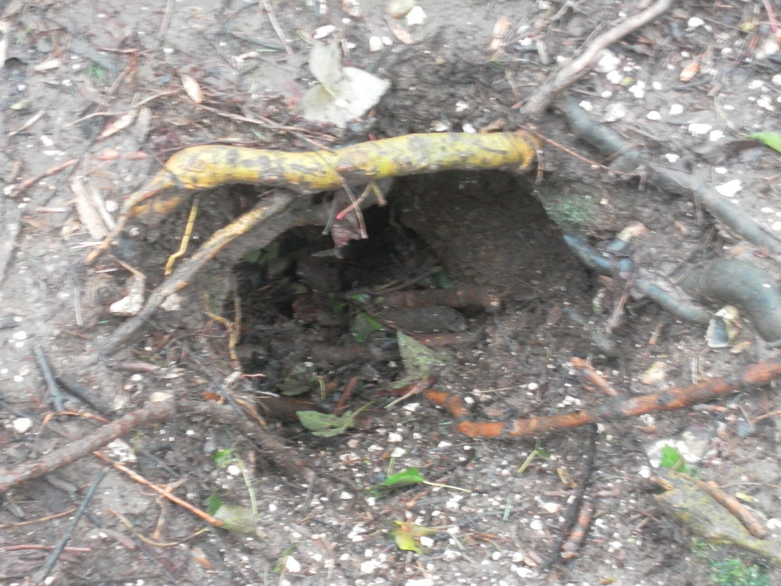 Forest Schools : All You Need To Know About Badger Setts