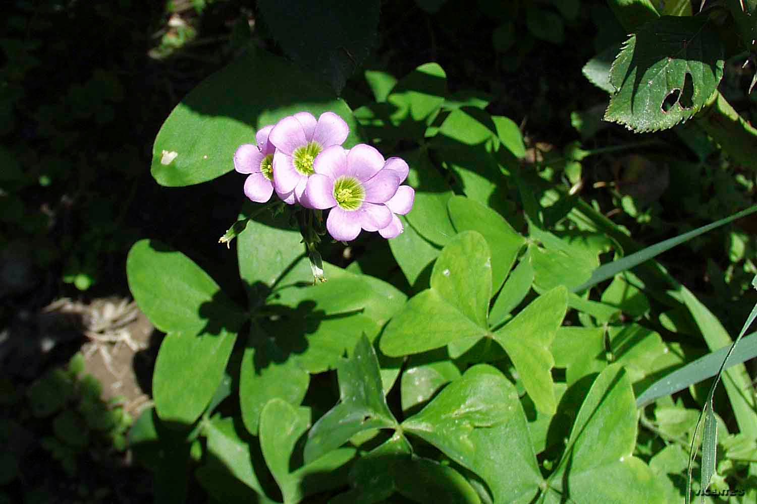 Las flores silvestres de Hormaza: Oxalis latifolia