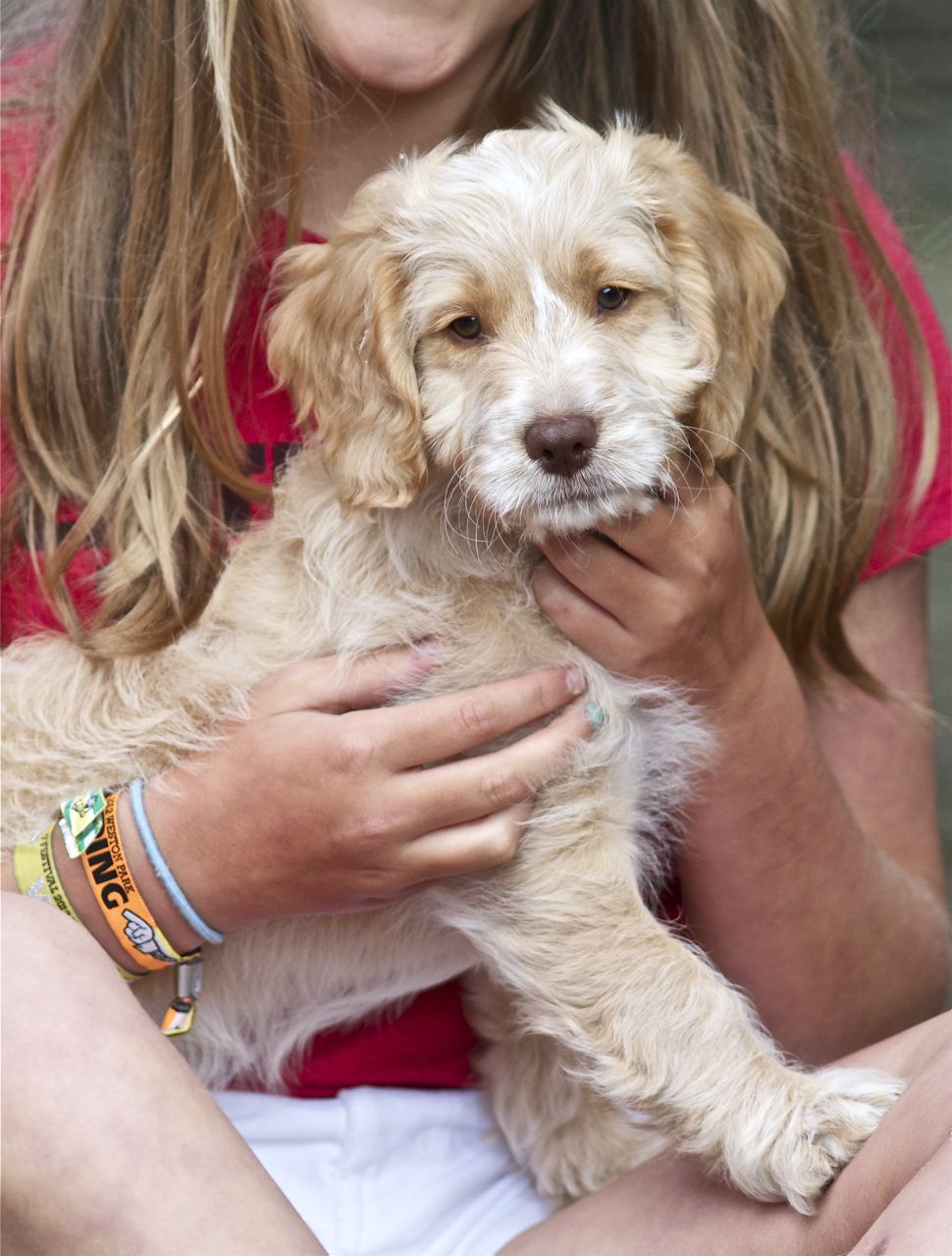 Jukee Doodles : Puppy Gallery