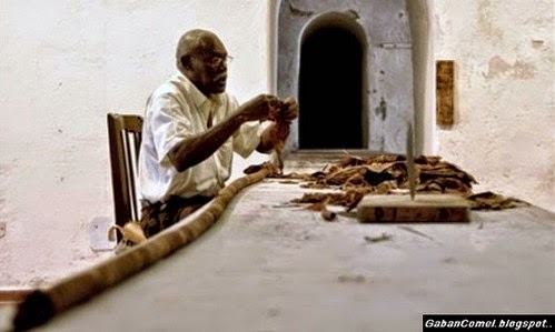 Menakjubkan! Curut di India Terpanjang di Dunia. - Gaban Comel