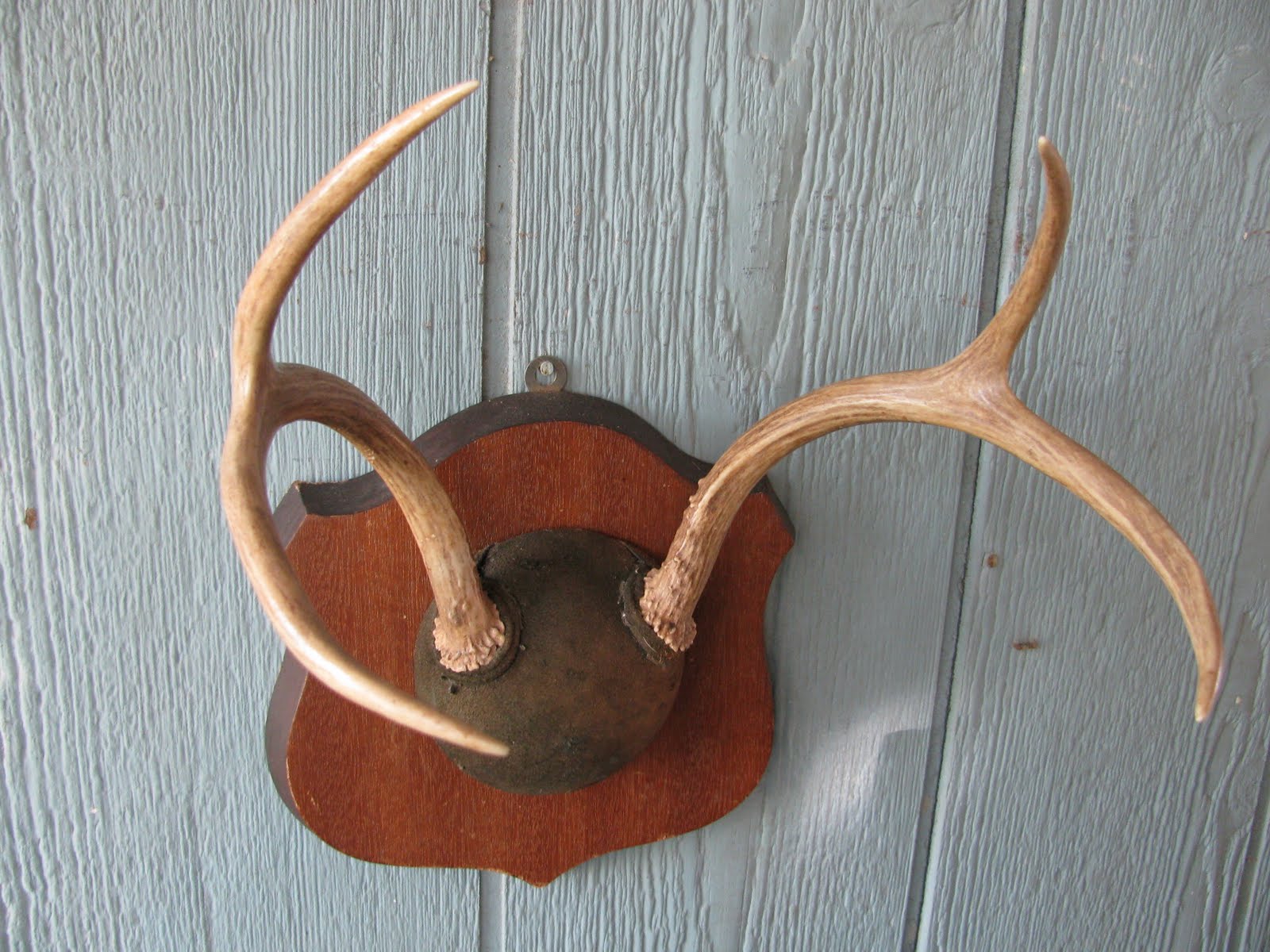 Estate Sale Services 409.750.3688 Roland Dressler: Vintage Deer Antlers ...