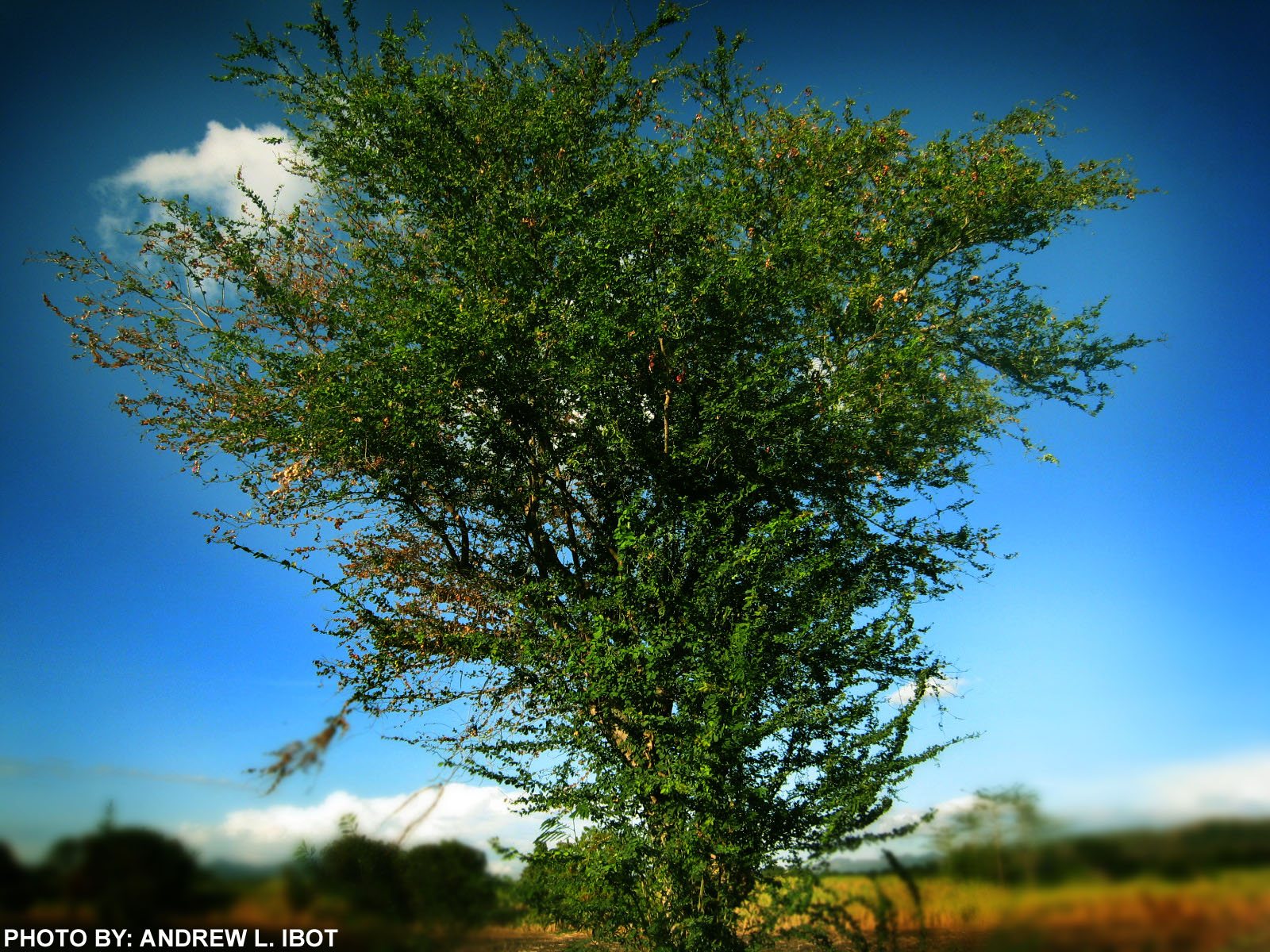 Ako si ANDREW IBOT!: Kamatsile - Halamang Gamot / Herbal Medicine