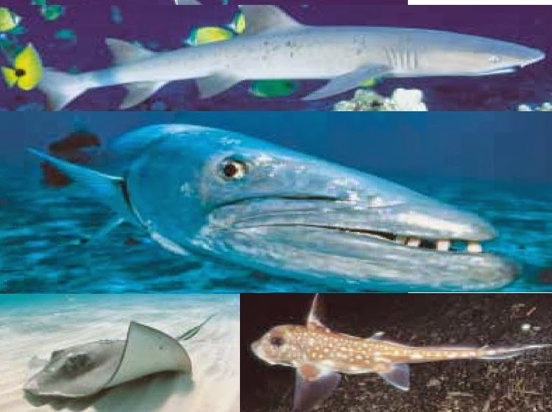 Biolearnspot: Chondrichthyes - The Cartilaginous Fishes (Elasmobranchs ...