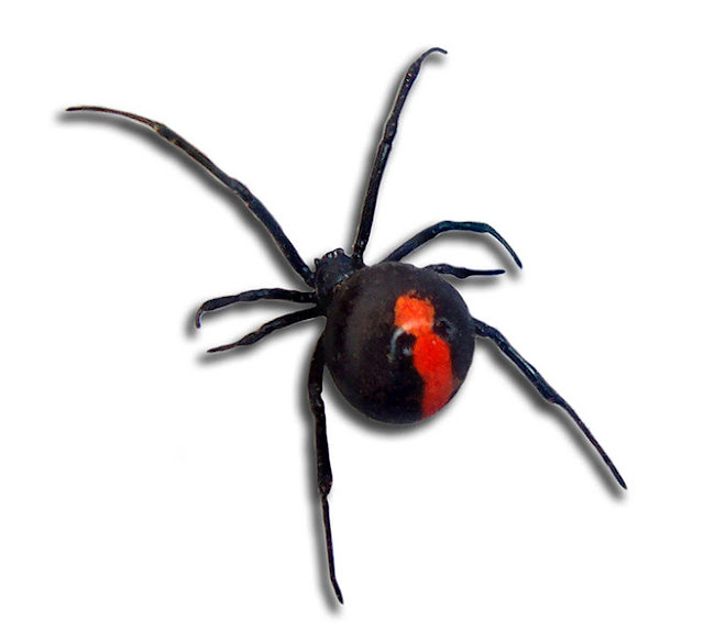 Outback Snack Australia: Redback spiders