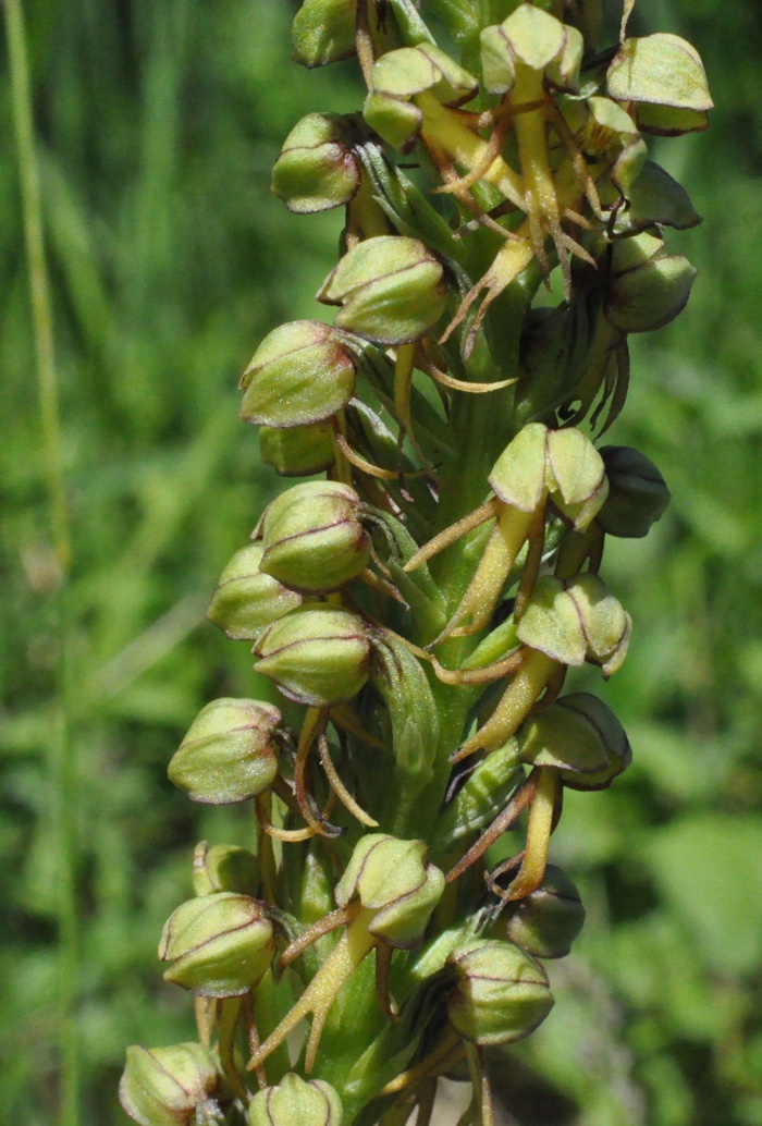 Orchidée : La fleur ressemble beaucoup à un homme pendu.