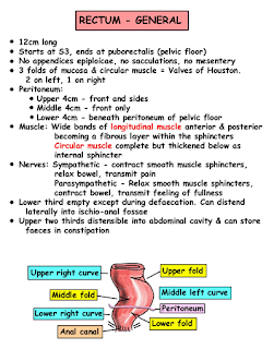موقع الدكتور أحمد كلحى: صور تشريح - Anatomy : Abdomen : oregans Bowel ...