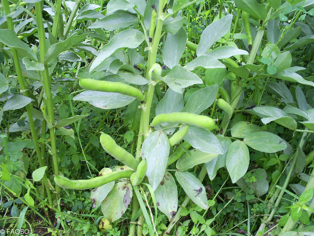 Jans Padilla: EL POTENCIAL DE LAS HABAS