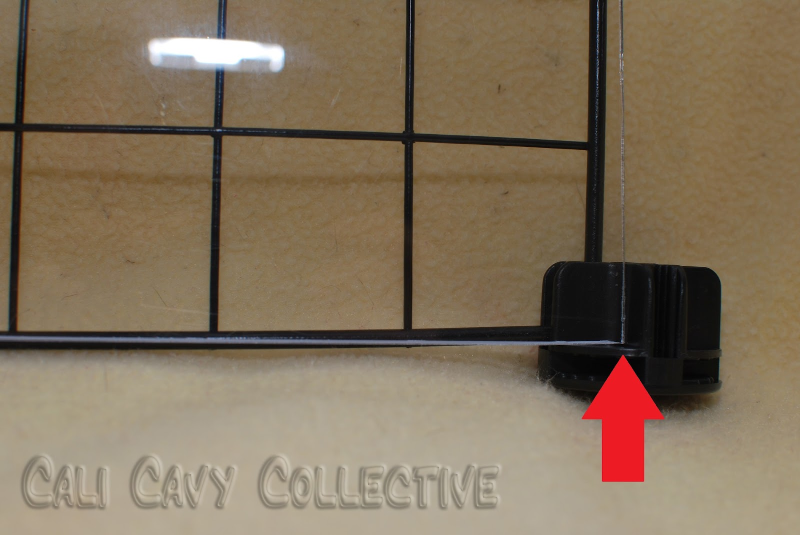 Cali Cavy Collective: a blog about all things guinea pig: Guinea pig ...