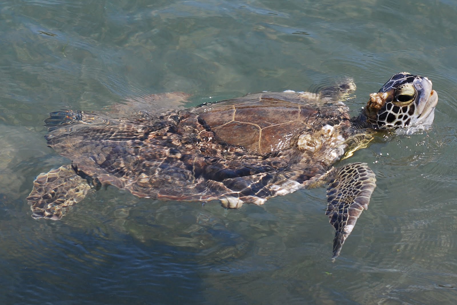 Yorkshire Field Herping and Wildlife Photography: A Few Reptiles and ...