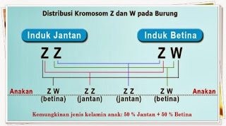 Mengenal Keunikan Jenis Kenari Mule | HOT GOSIP TERBARU