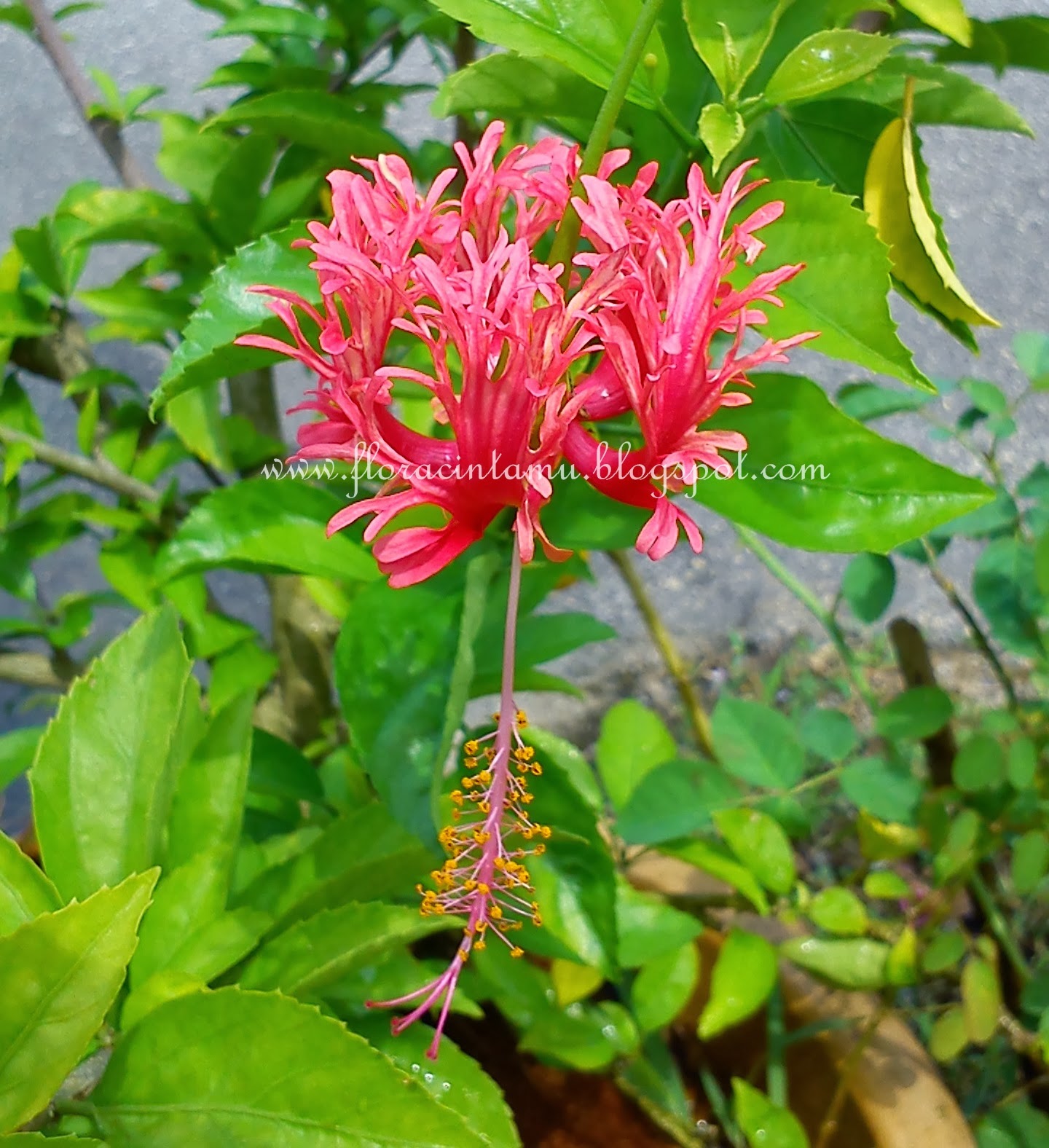 Flora Cintamu: 4 Jenis Bunga Raya di Rumah..