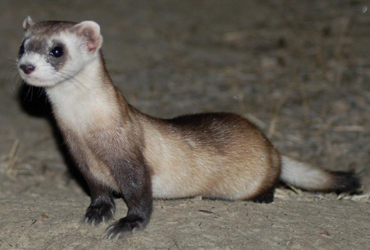 Club EcoMascotas: Hurones como mascotas