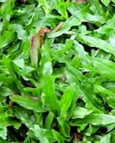 Gambar Rumput Gajah Mini ~ Arya Flower Landscape