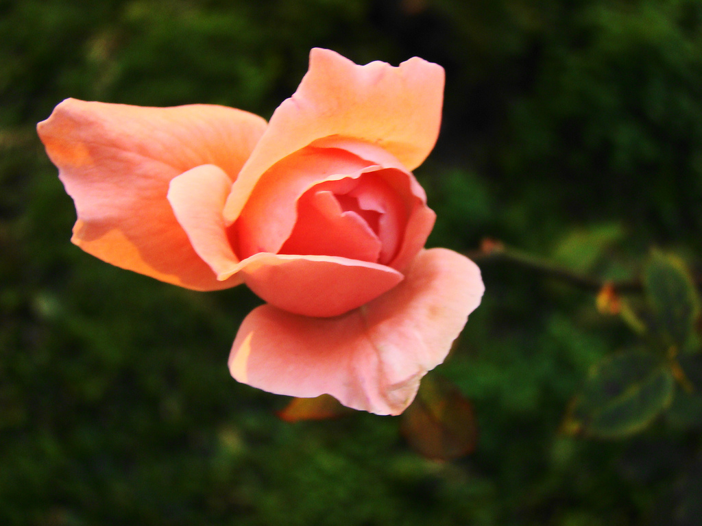 LIBELULARIAS: 257. PIMPOLLO