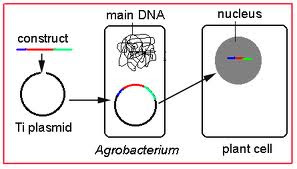 ELIN: Bioteknologi DNA Plasmid pada bakteri