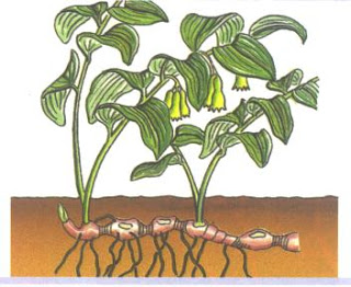 Biología RMM: Reproducción asexual en plantas