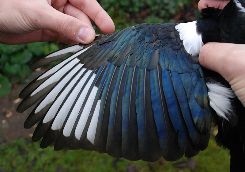 Birding with Faab.: 11/2011 - 12/2011