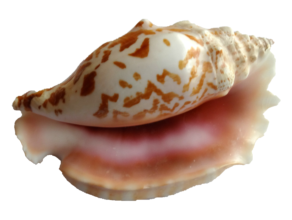 PETXINES: Strombus sinuatus