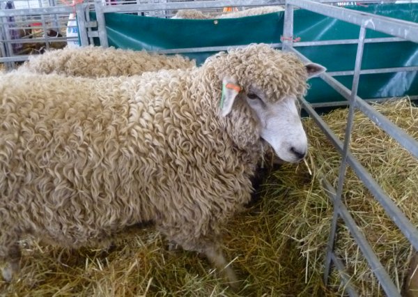 Nothing much to say, but - - -: SHEEP