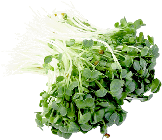 The Herb Hound: ALFALFA