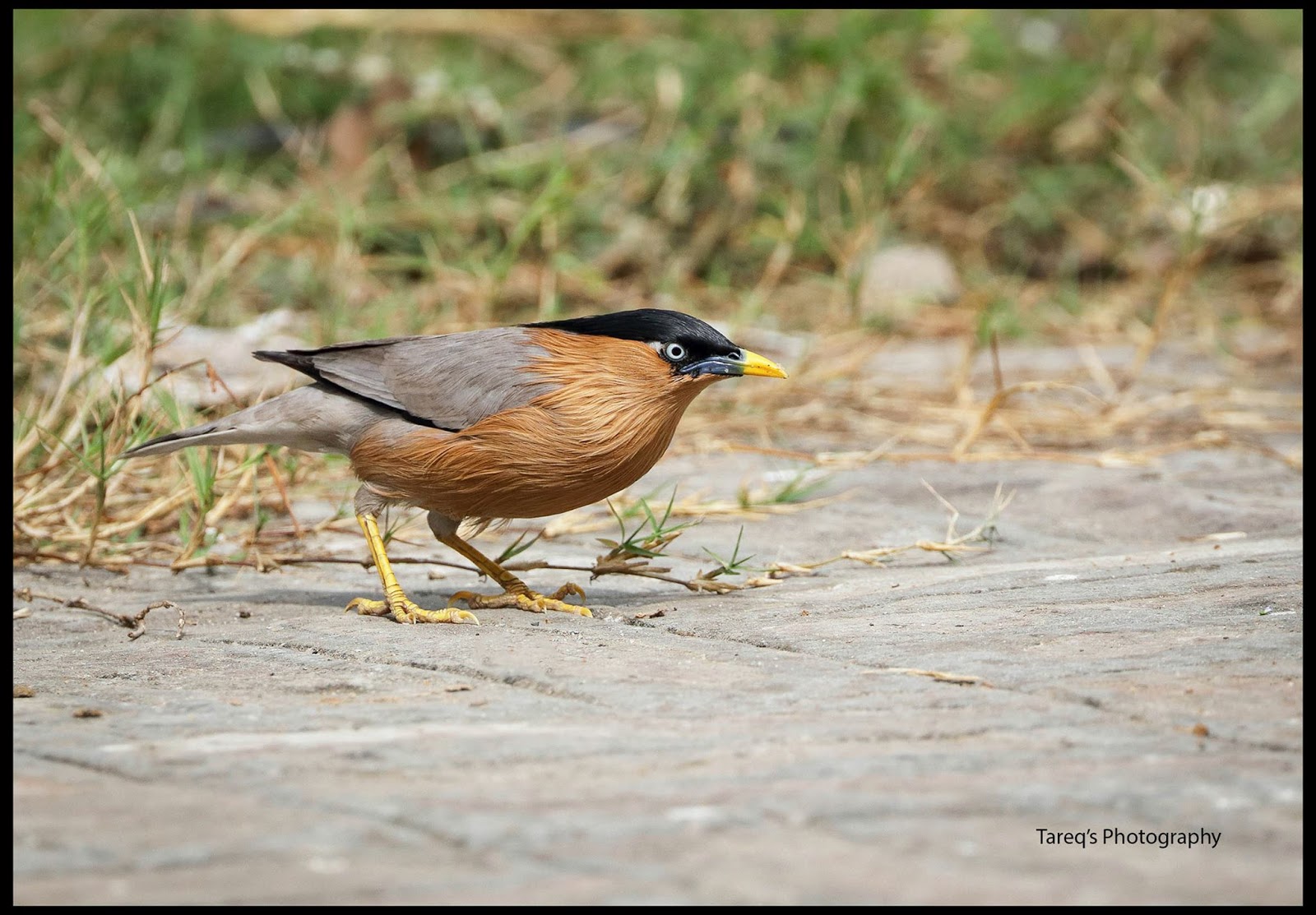 Birds of indian subcontinent: Brahminy starling
