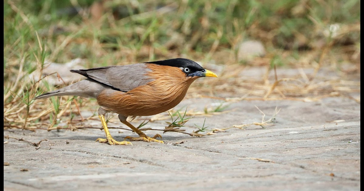 Birds of indian subcontinent: Brahminy starling