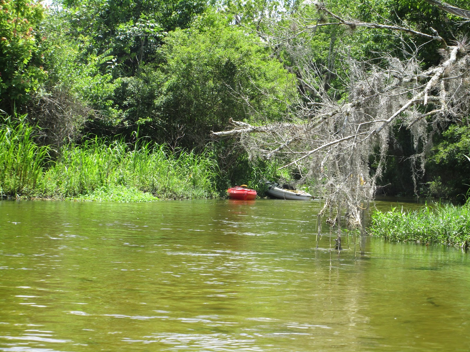 Dave's Yak Tales: Wekiva and Little Wekiva Rivers