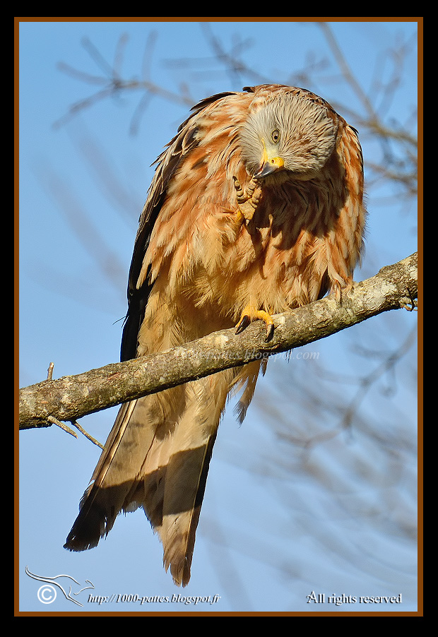 WILDLIFE GATEWAY: Milan royal