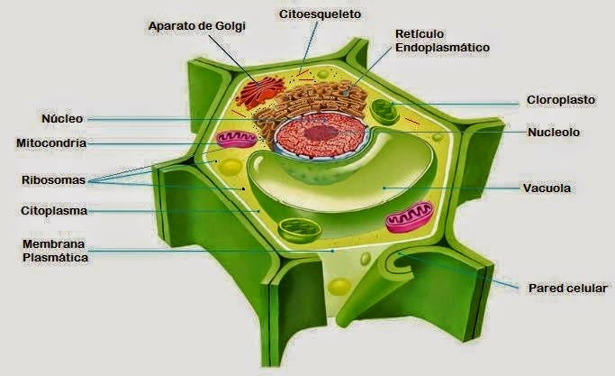 Ciencias Naturales: noviembre 2014