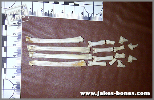 How to rearticulate a fox skeleton: part two : Jake's Bones
