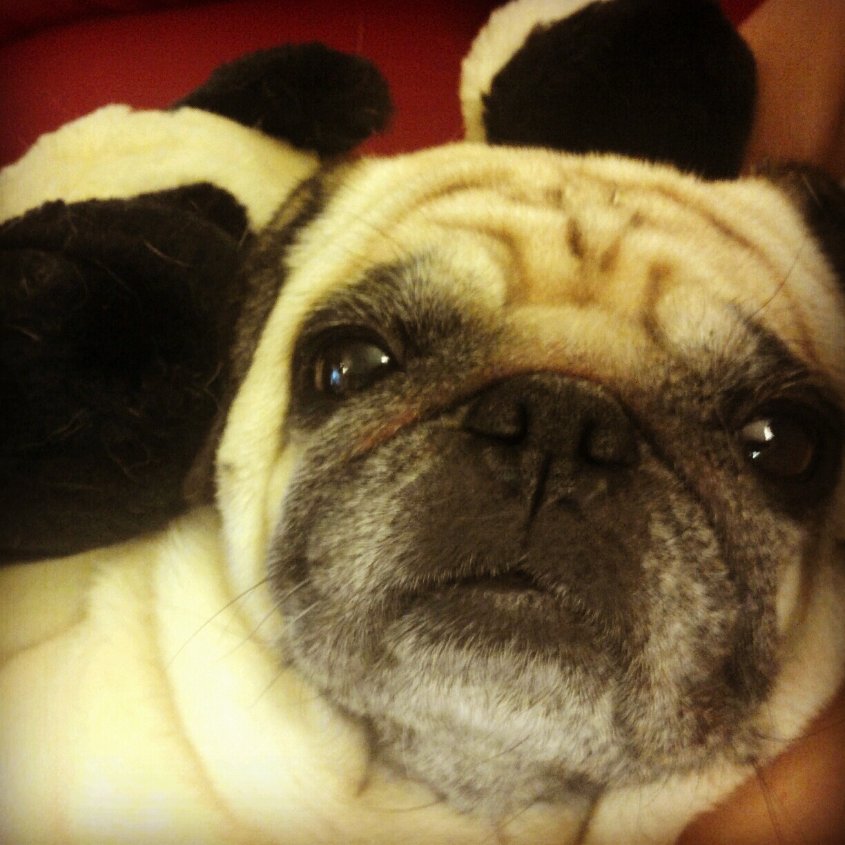 Lil Smug Pug: Internet Madness, Pug Photos, and New Harness - Yippee!