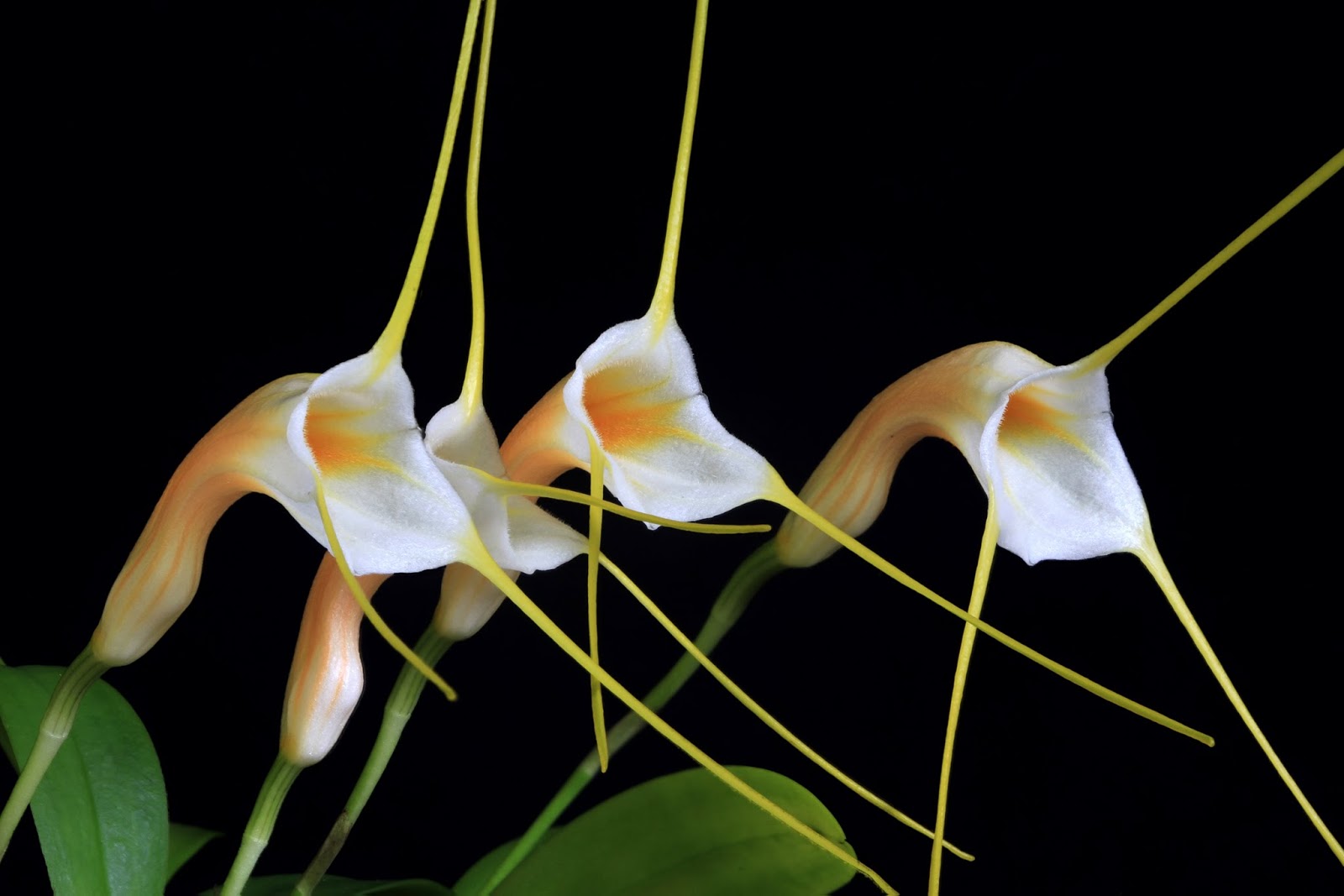 Orchids in Bloom: Masdevallia constricta 'Kailyn'