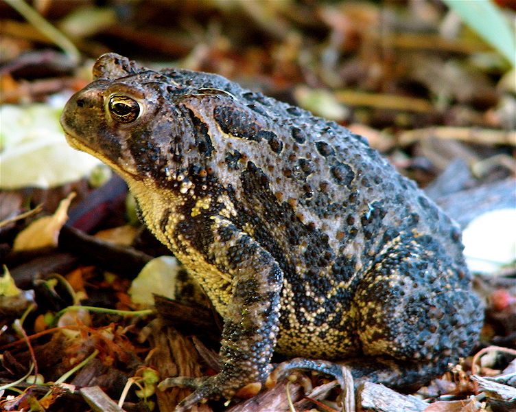 Animals of the world: bufo americanus