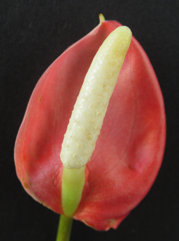 Plants are the Strangest People: Anthurium nos. 1304, 1691, 1480, 1353 ...