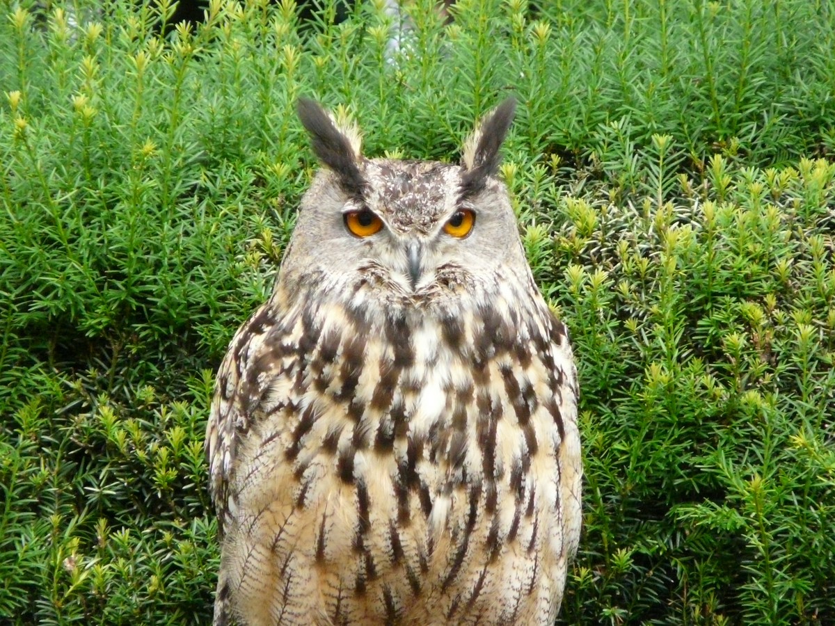 Montreur d'images: Le hibou grand-duc
