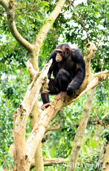 Bonobo Rants: Isolated Bonobo Hybrid makes contact with outside world in Tampa!!