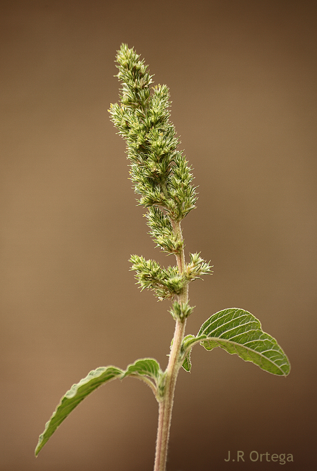 A Ras De Suelo Amaranthus Retroflexus a-ras-de-suelo-amaranthus-retroflexus