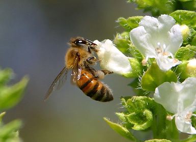 Praktično voćarstvo: April 2017