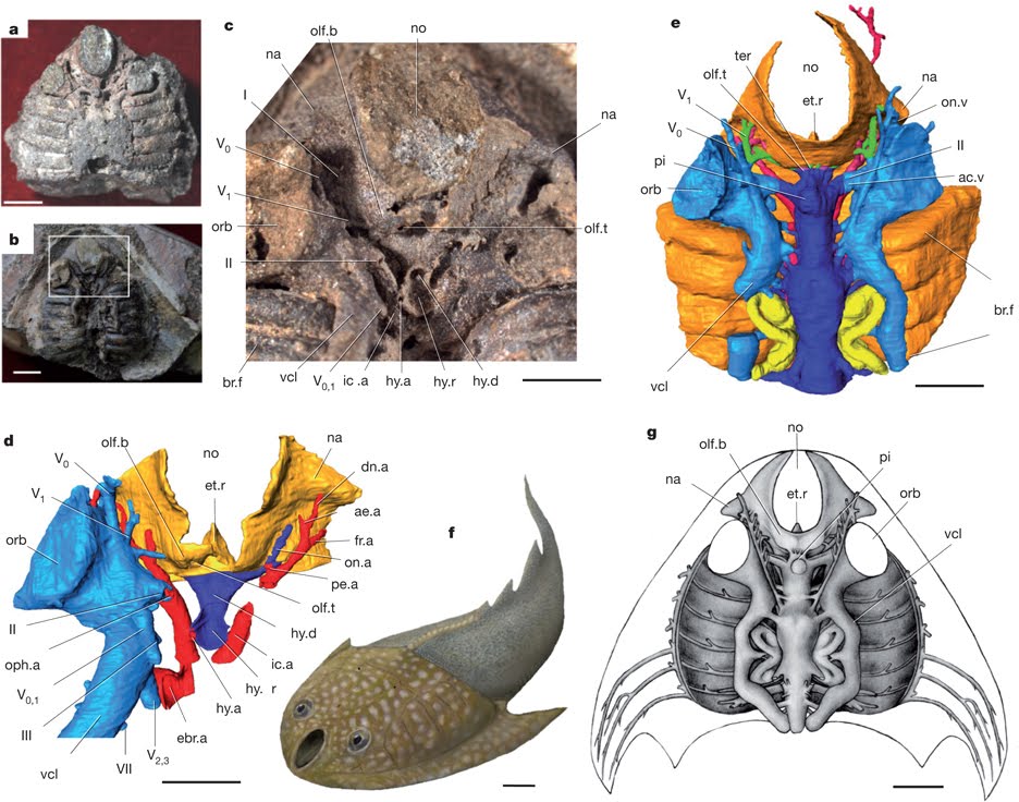 Species New to Science: [Palaeontology • 2011] Shuyu zhejiangensis ...