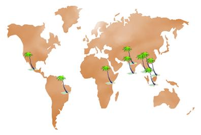 All about Coconuts, Coconut Water and Cocofina: Where do coconut palms ...