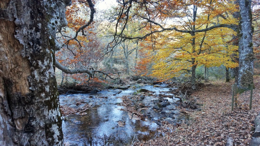 Otoño en el Hayedo de Montejo
