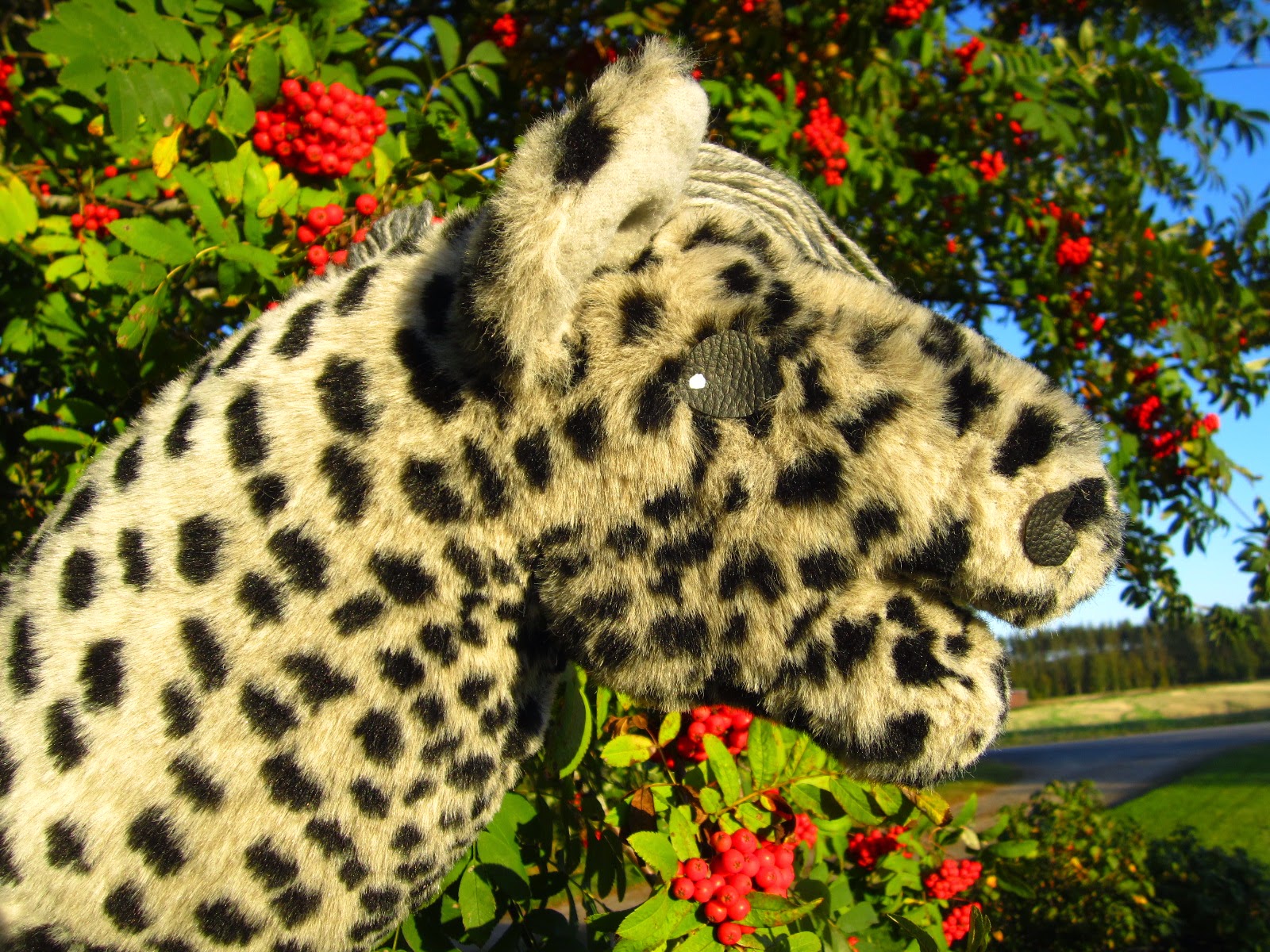 Kht Chiaron elämää: Välityönä Leopardia